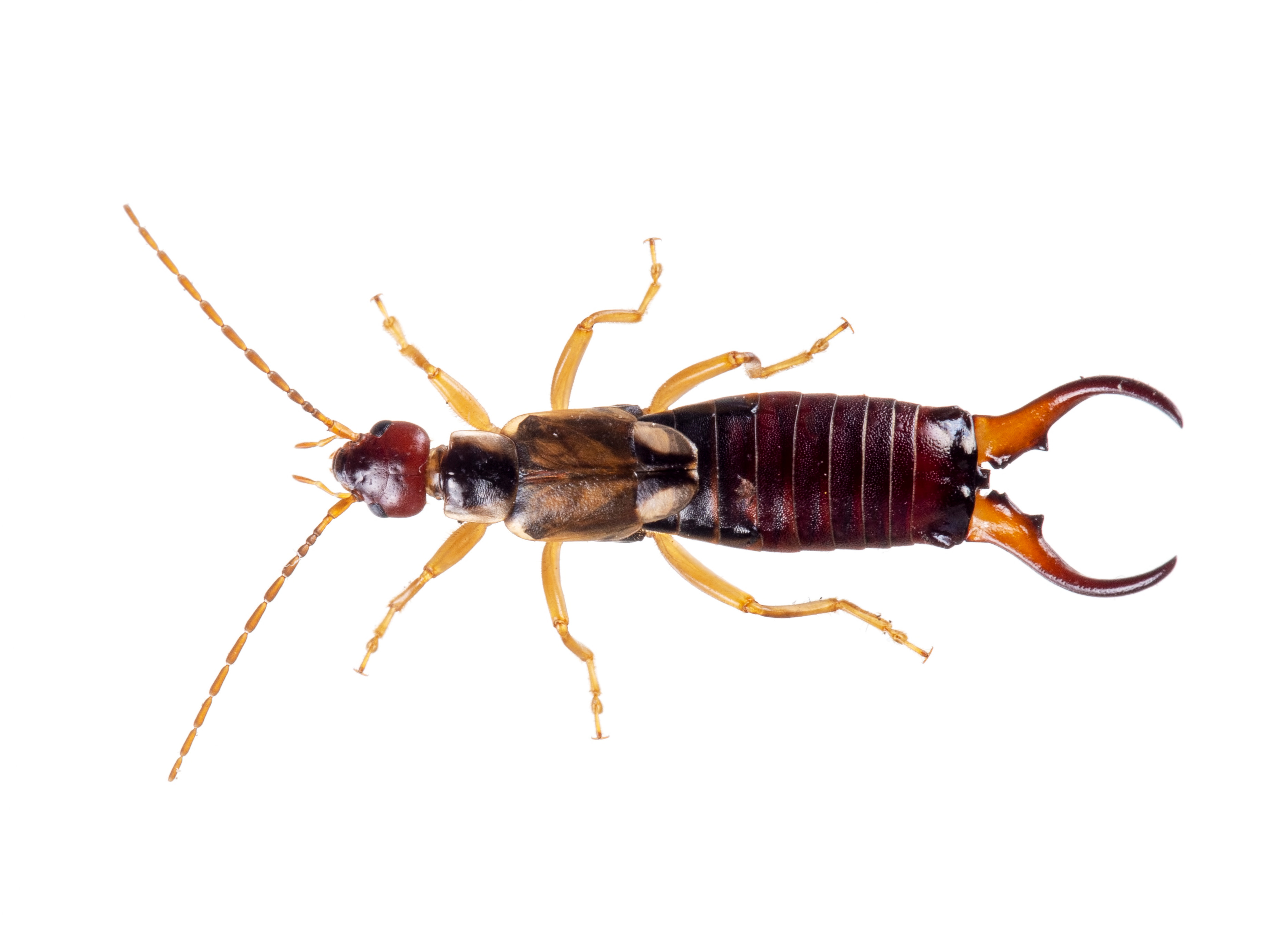 Earwigs - ARMOUR PEST CONTROL IN CANADA