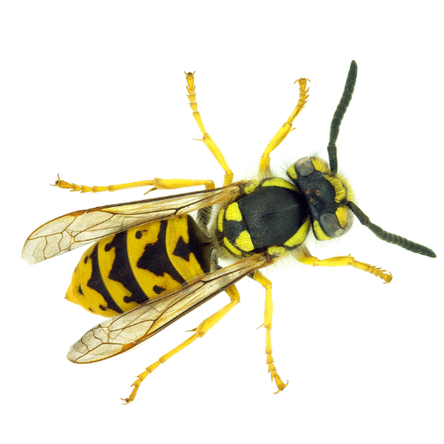 Wasps - ARMOUR PEST CONTROL IN CANADA
