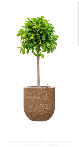 Ficus Microcarpa | Plant Displays Plus