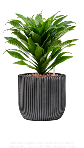 Dracaena Fragrans Compacta | Plant Displays Plus