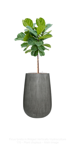 Ficus Lyrata | Plant Displays Plus