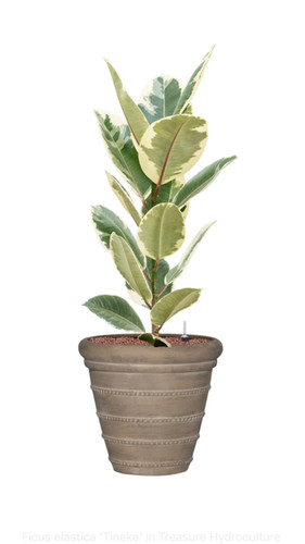 Ficus Elastica | Plant Displays Plus