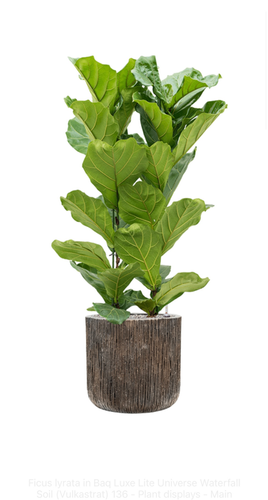 Ficus Lyrata | Plant Displays Plus