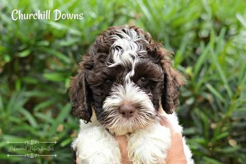 Complete Guide to Labradoodle Colors