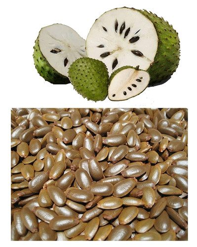 SOURSOP SEEDS | Incient Roots