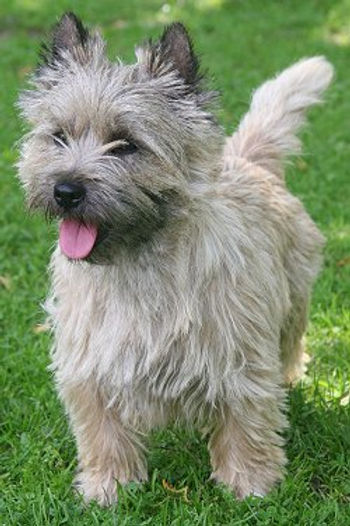 What Happened To The Captain's Dog?