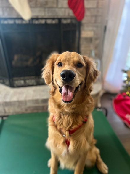 Wild Wags Dog Training