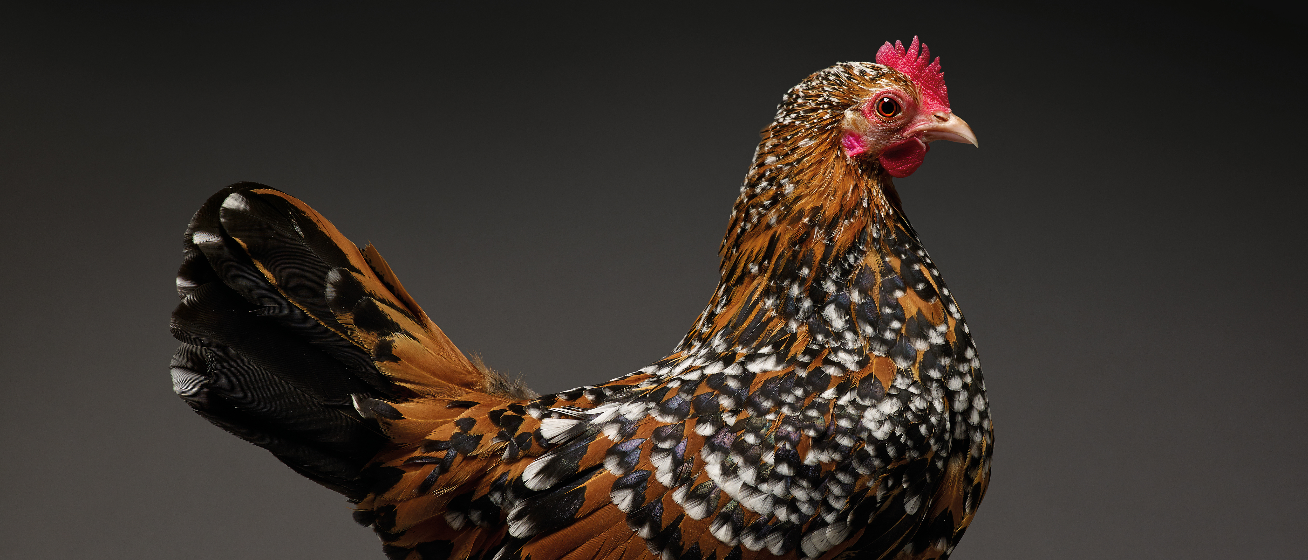Chicken Photo! High Quality Chicken Photography