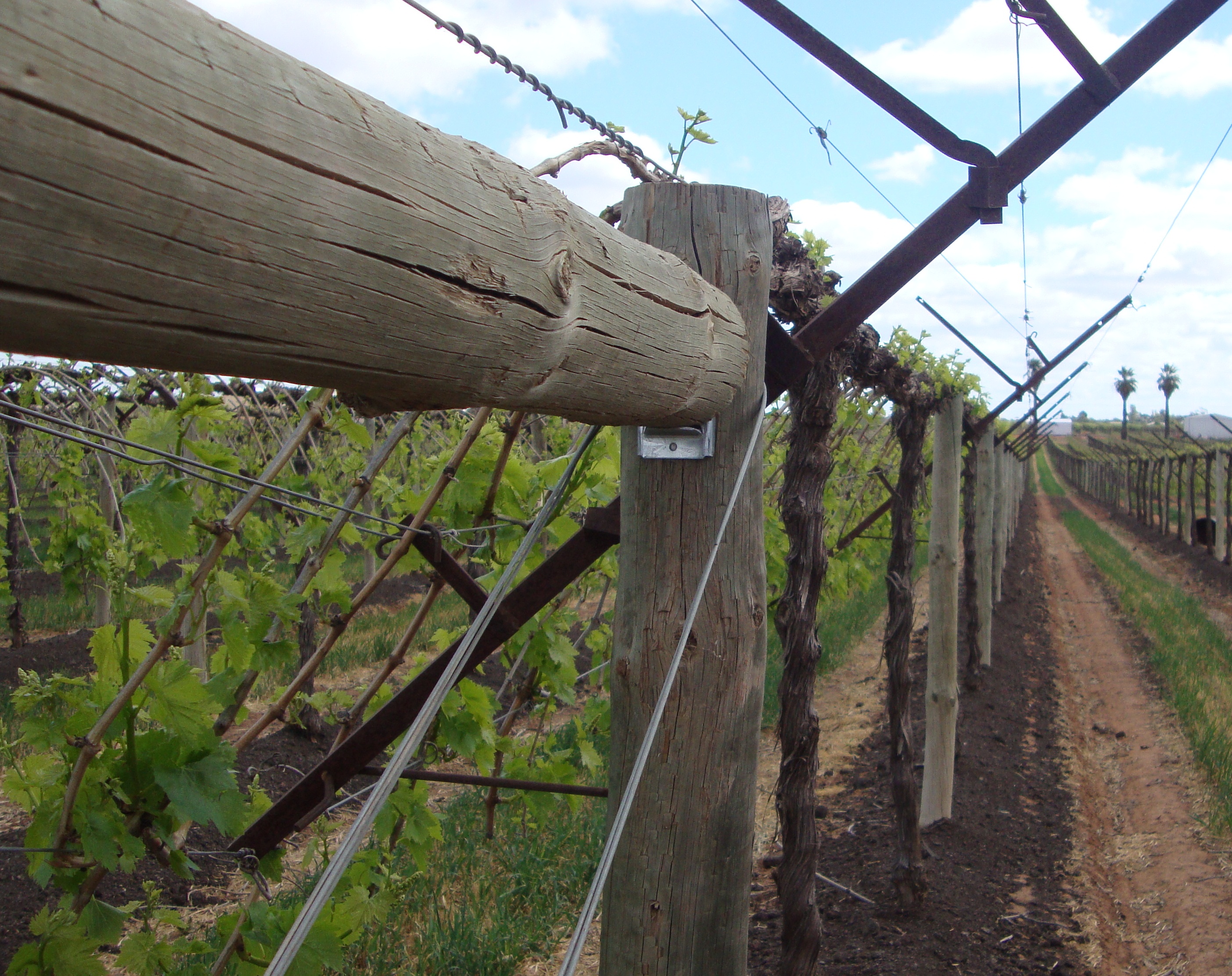 Vineyard trellis manufacturing