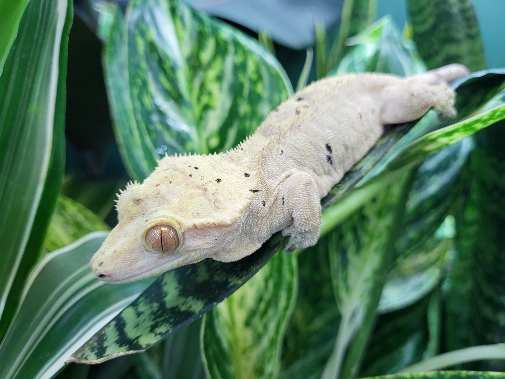 Crested Gecko