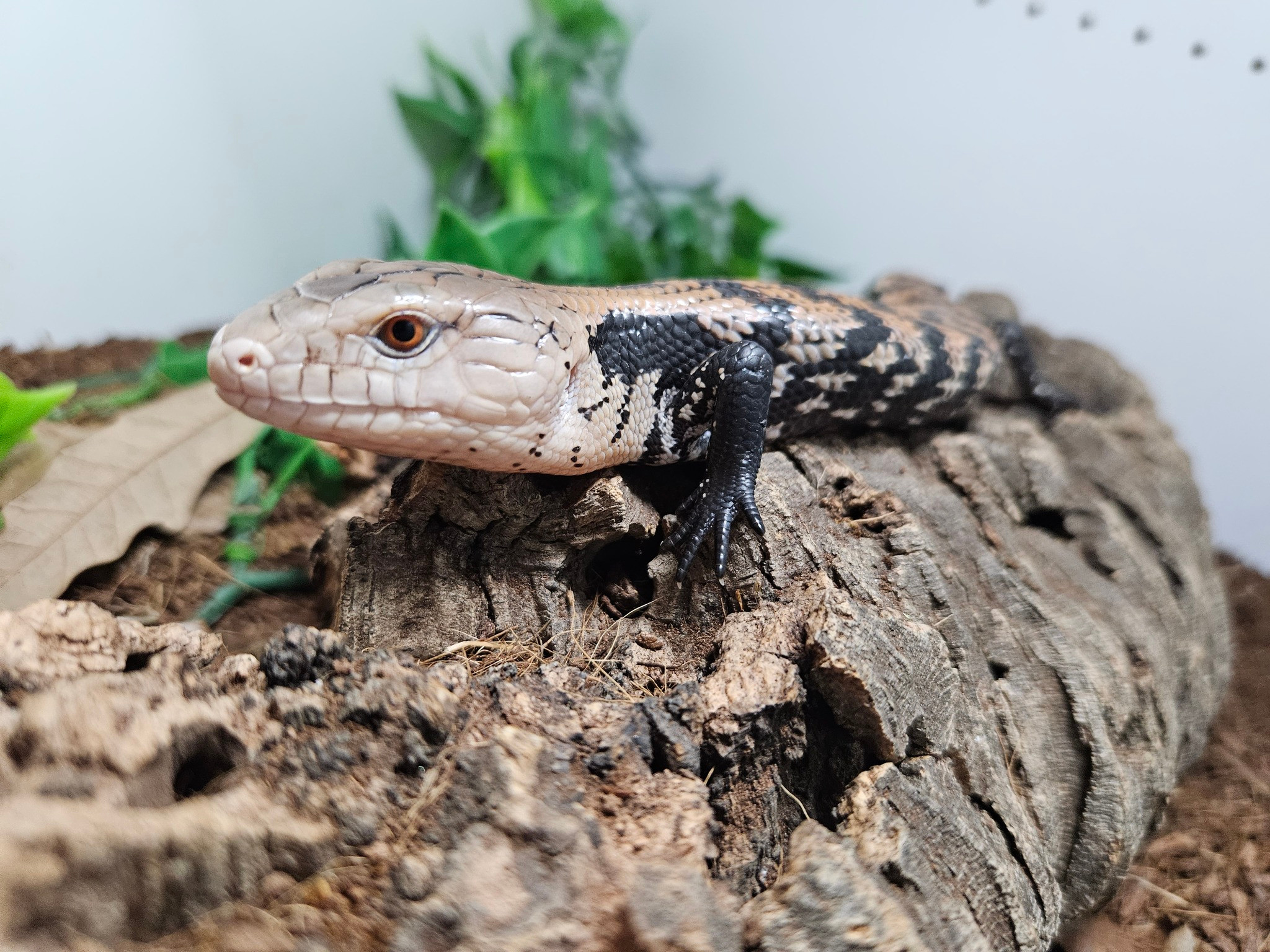 Blue Tongue Skink