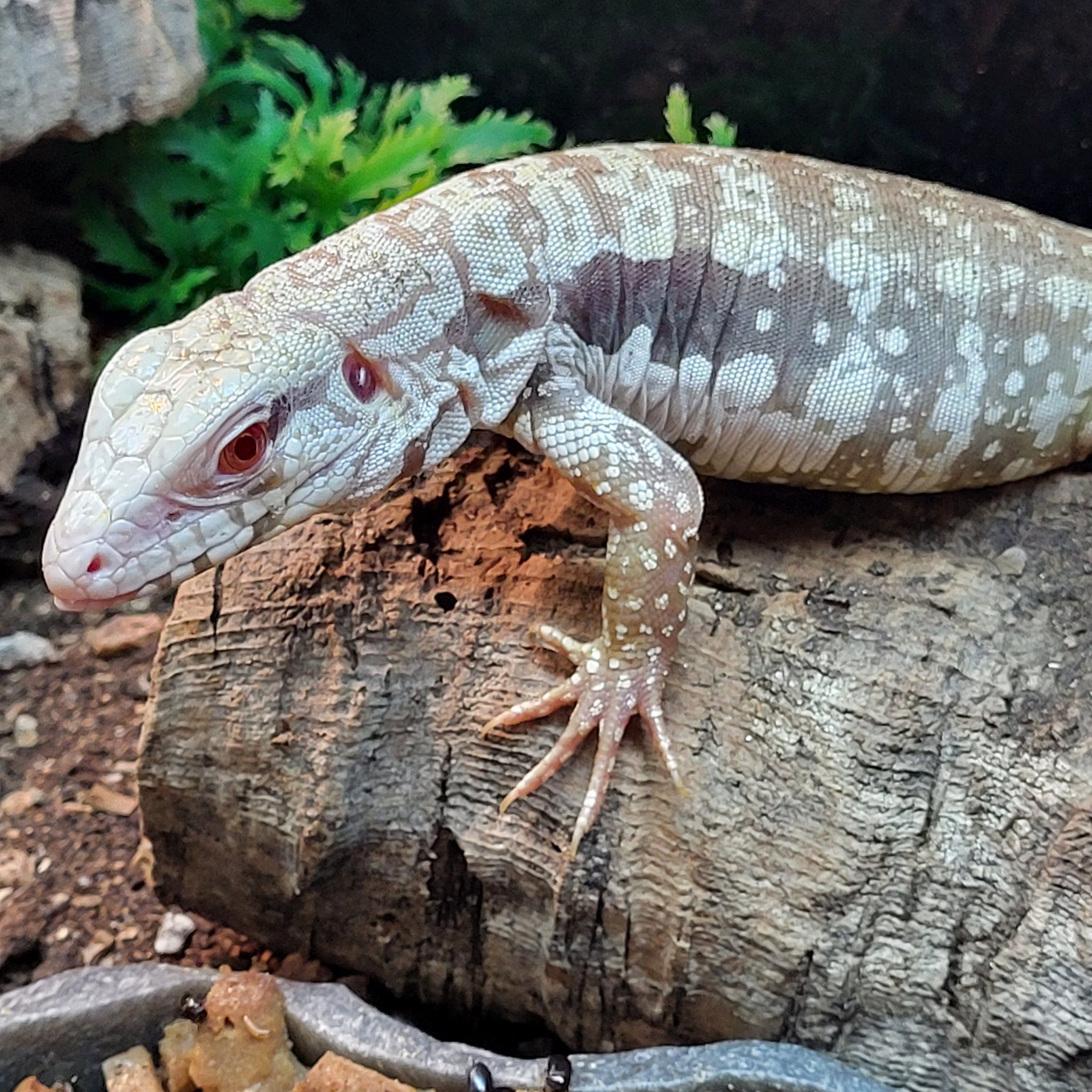 Tegus & Monitor Lizards
