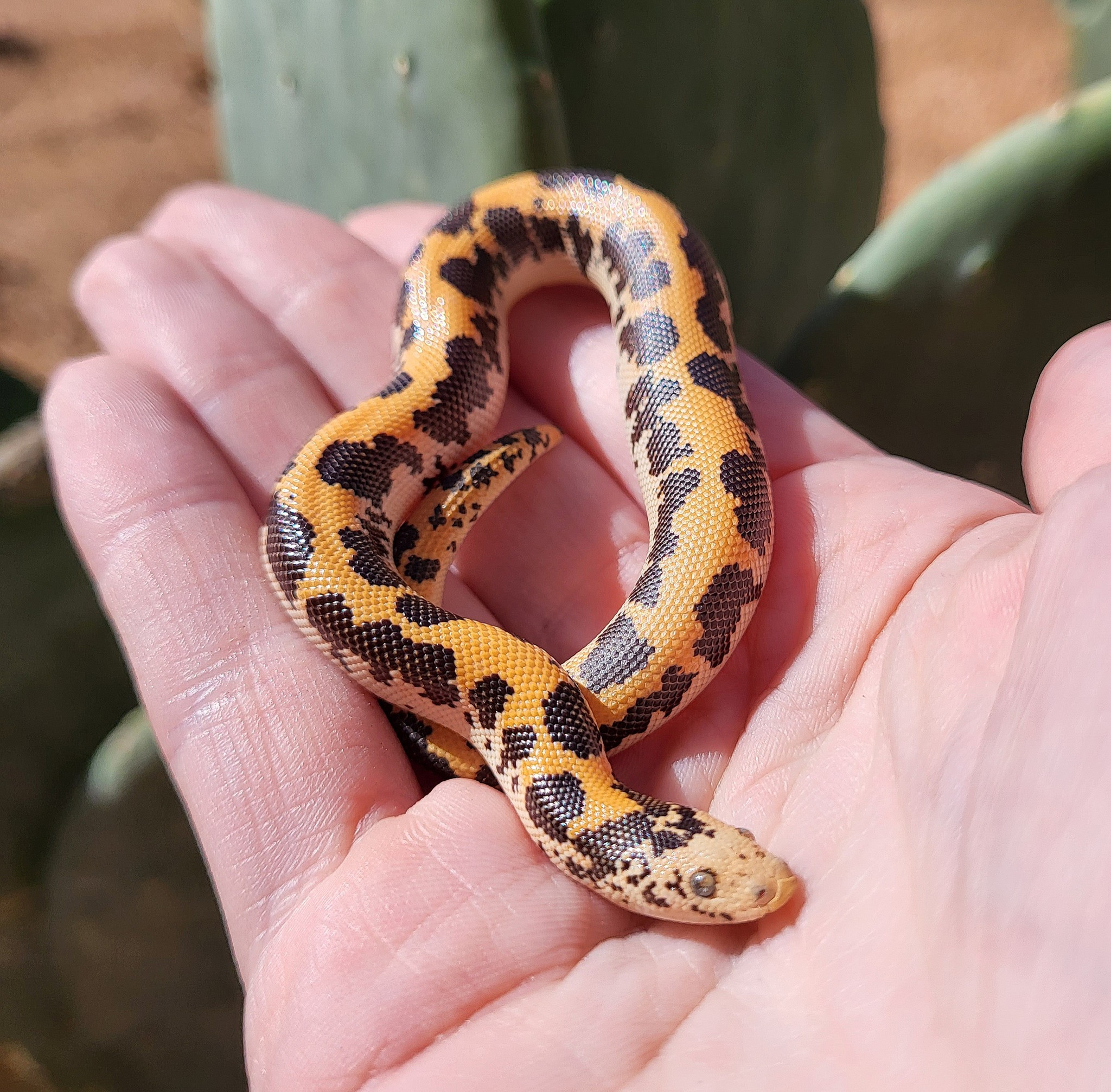 Kenyan Sand Boa