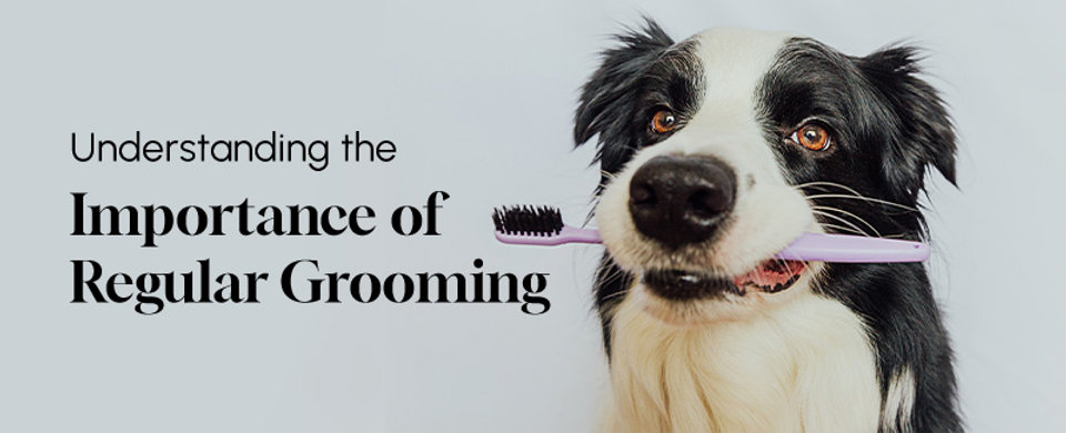 Understanding the Importance of Regular Grooming