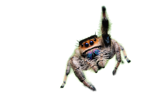 Home | Rhactastic Rhacs