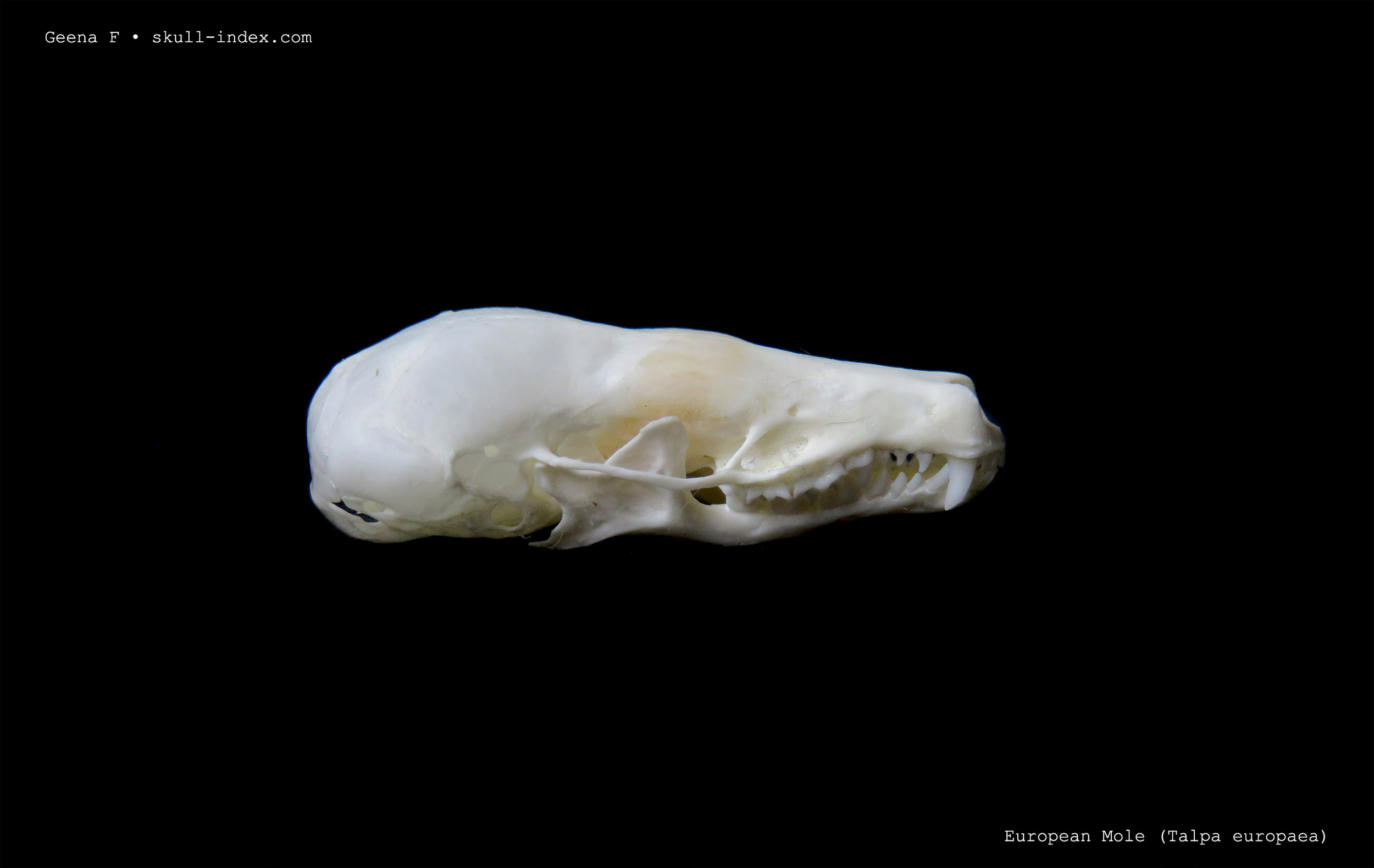 European Mole | The Skull Index CIC