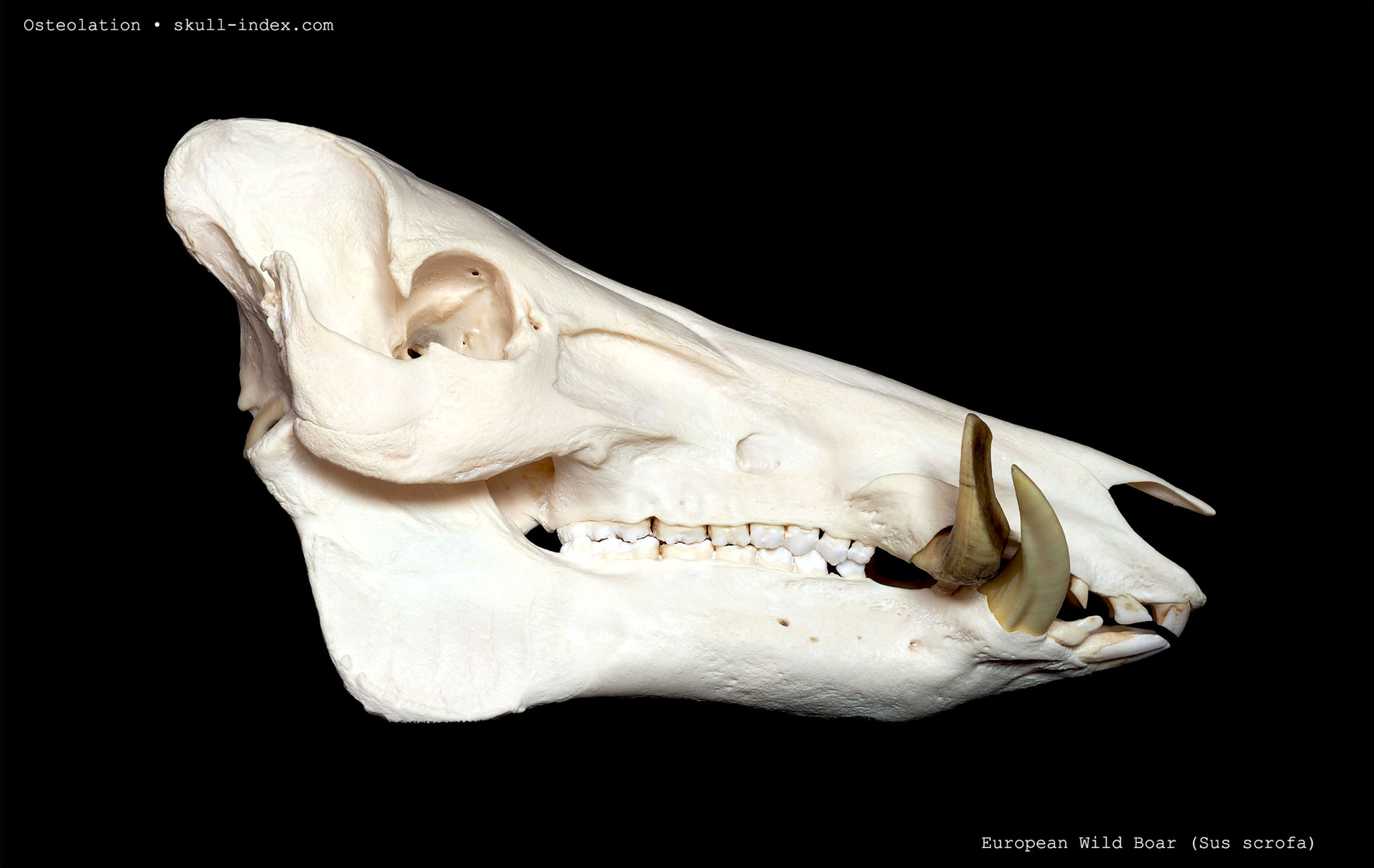 European Wild Boar | The Skull Index CIC