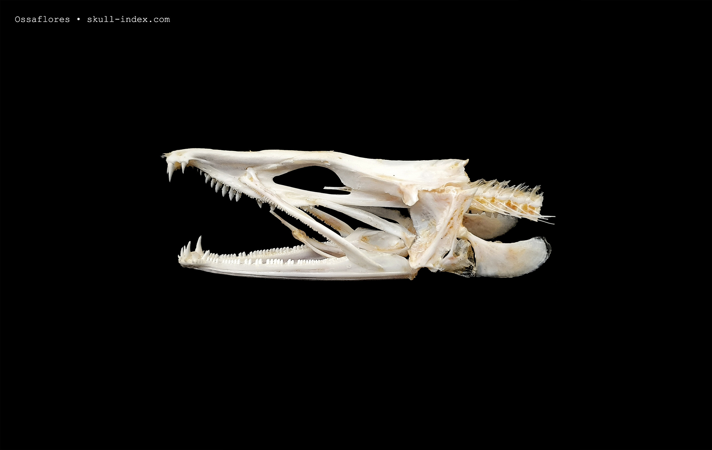 Common Pike Conger | The Skull Index CIC