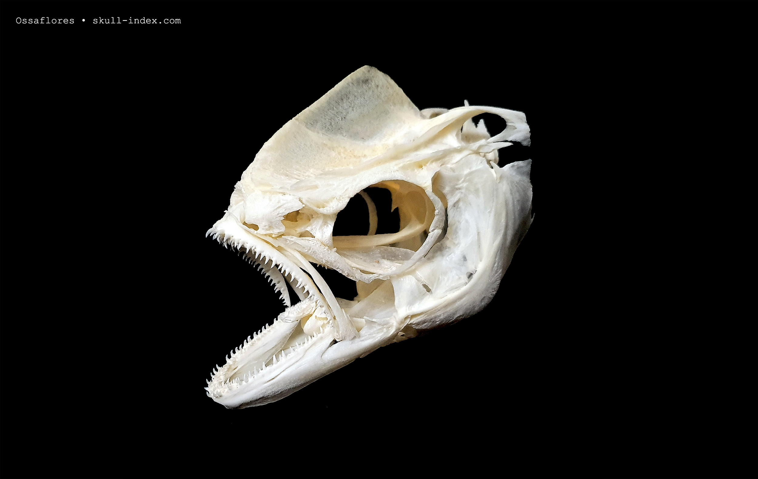 Mahi-mahi | The Skull Index CIC