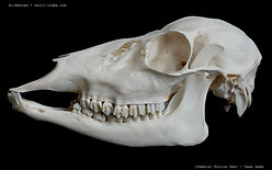 viverridae skull