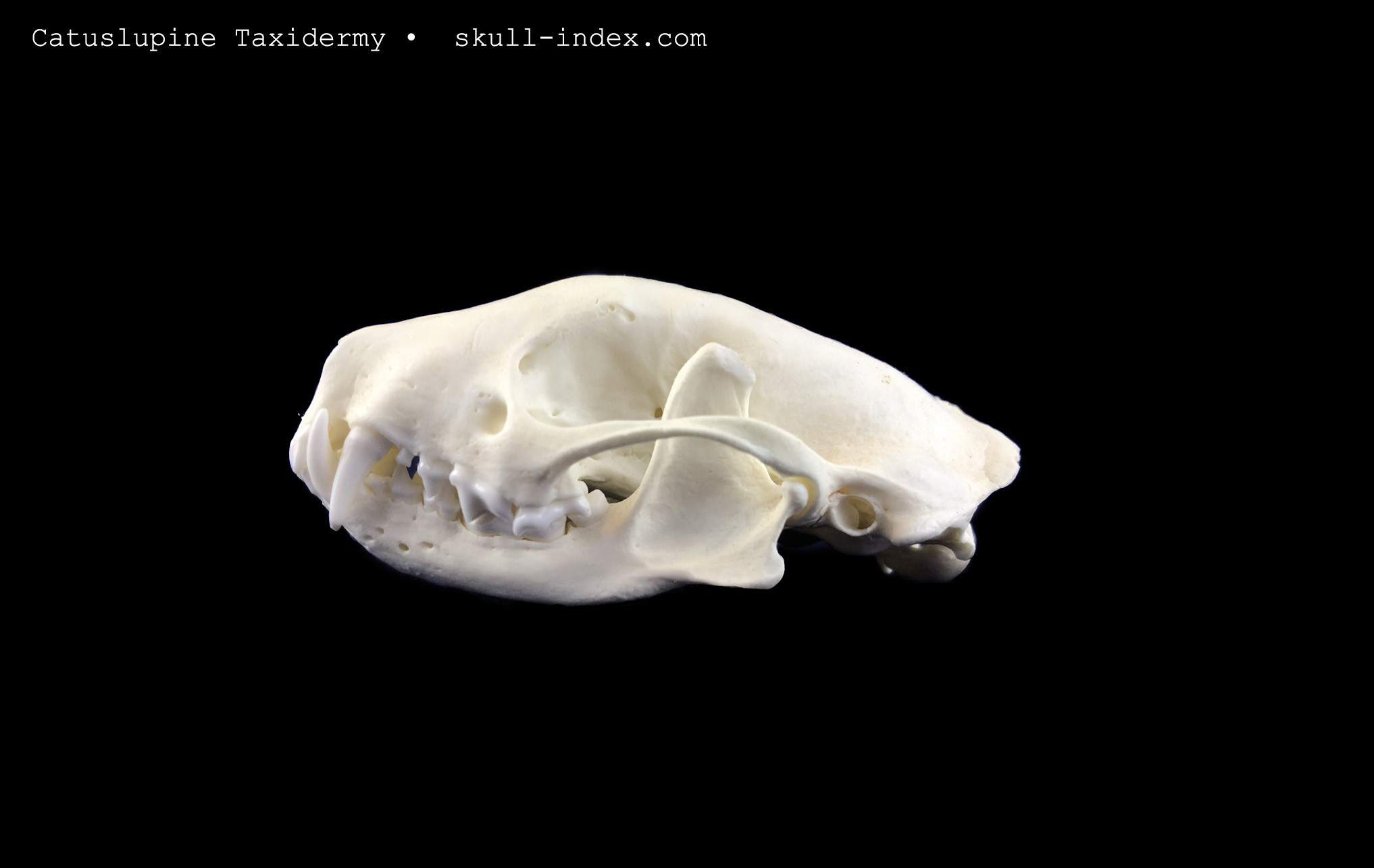Striped Skunk | The Skull Index CIC