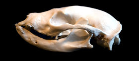 viverridae skull