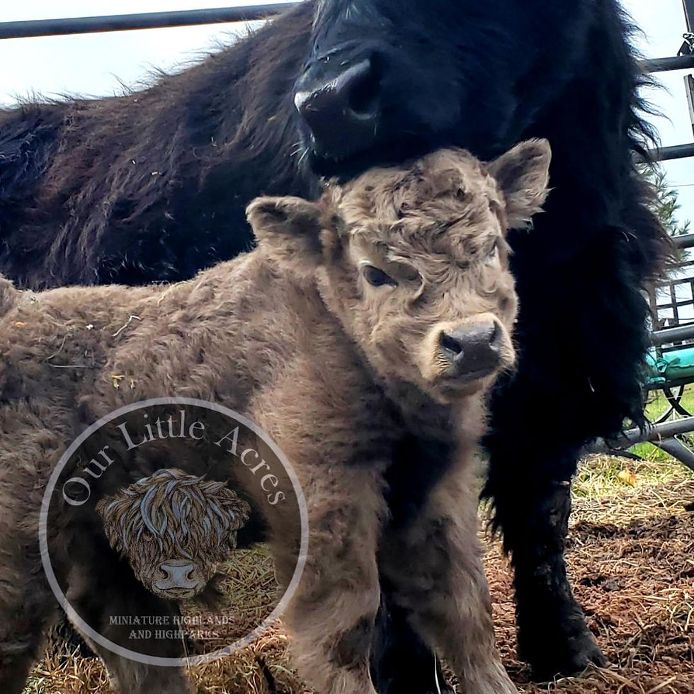 Our Little Acres | Mini cows for sale