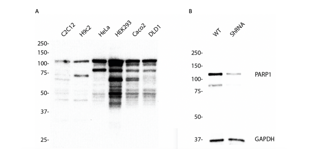 Does a Western blot with multiple bands indicate antibody non-specificity?