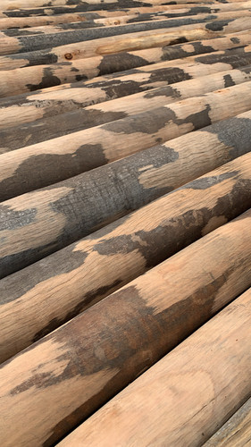 LIMATÓN (Eucalipto) | Madera Inmunizada