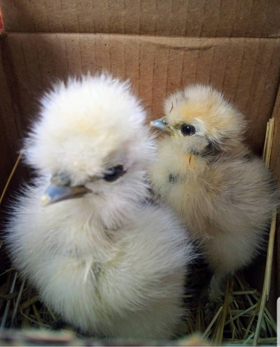 Assorted Silkie and Showgirl Hatching Eggs | mysite