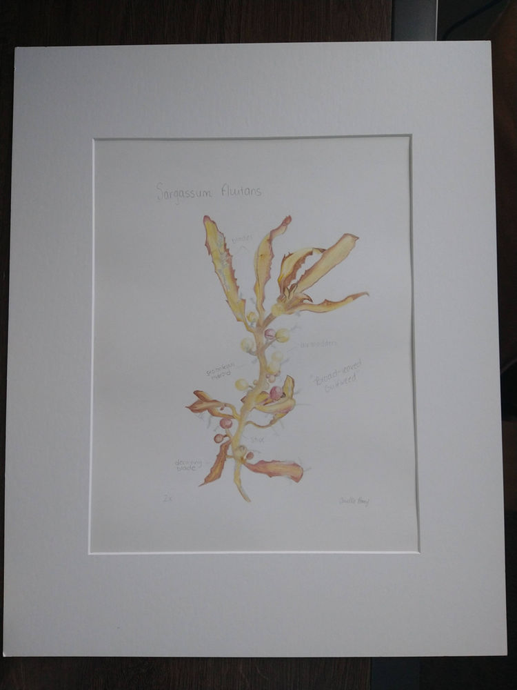 Blog #5: Drawing Broad-Leaved Gulfweed/Sargassum fluitans (and the ...