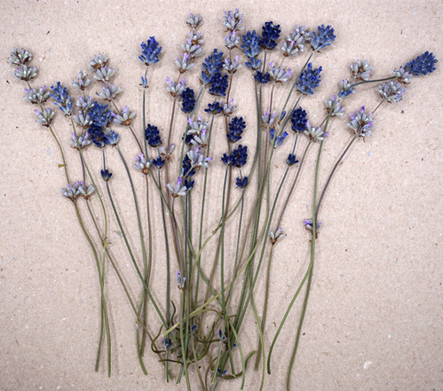 Lavender | Dried Edible Flowers | Wee Flower Eater