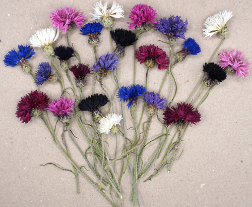 Mixed Cornflowers | Dried Edible Flowers | Wee Flower Eater