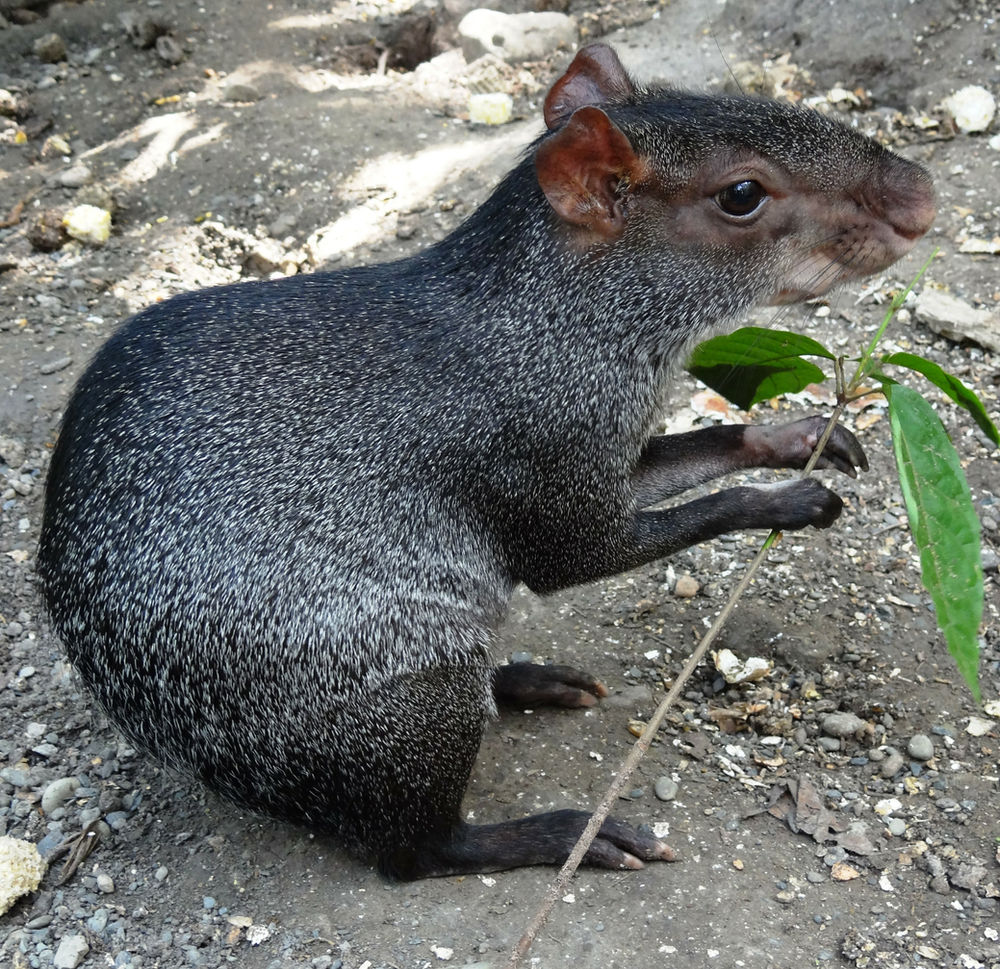 Keystone mammal species of the Amazon rainforest