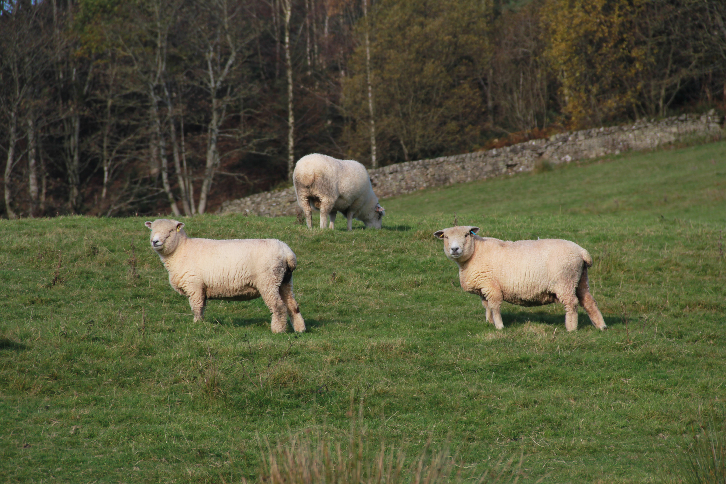 SHEEP | Low Auldgirth | heritage breeds
