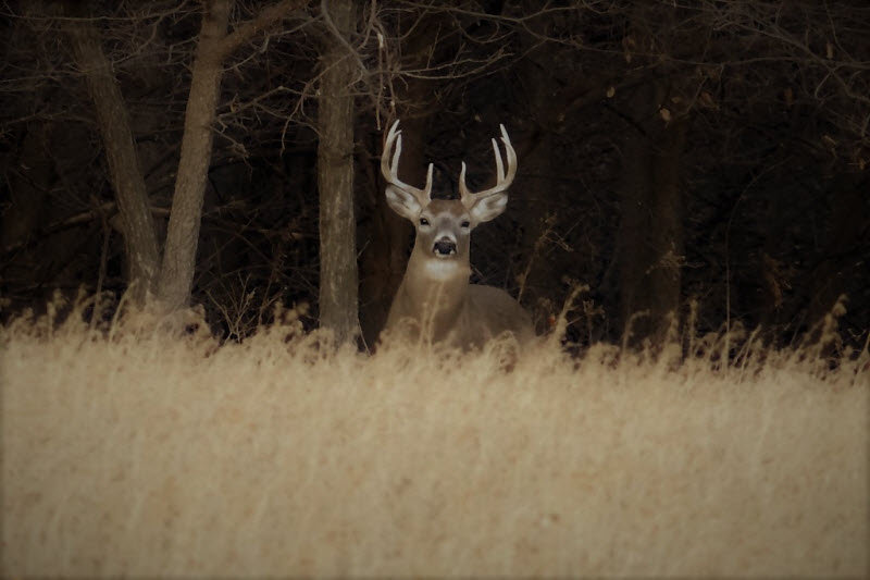 Deer Hunting Tips for Archers