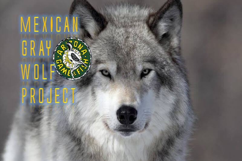 Wild Population of Mexican Wolves Grows for Fifth Consecutive Year