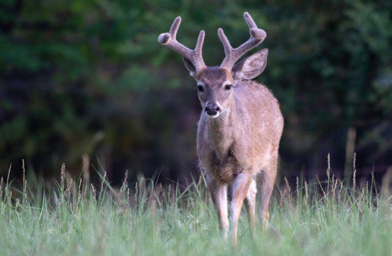 What is a Coues Deer?