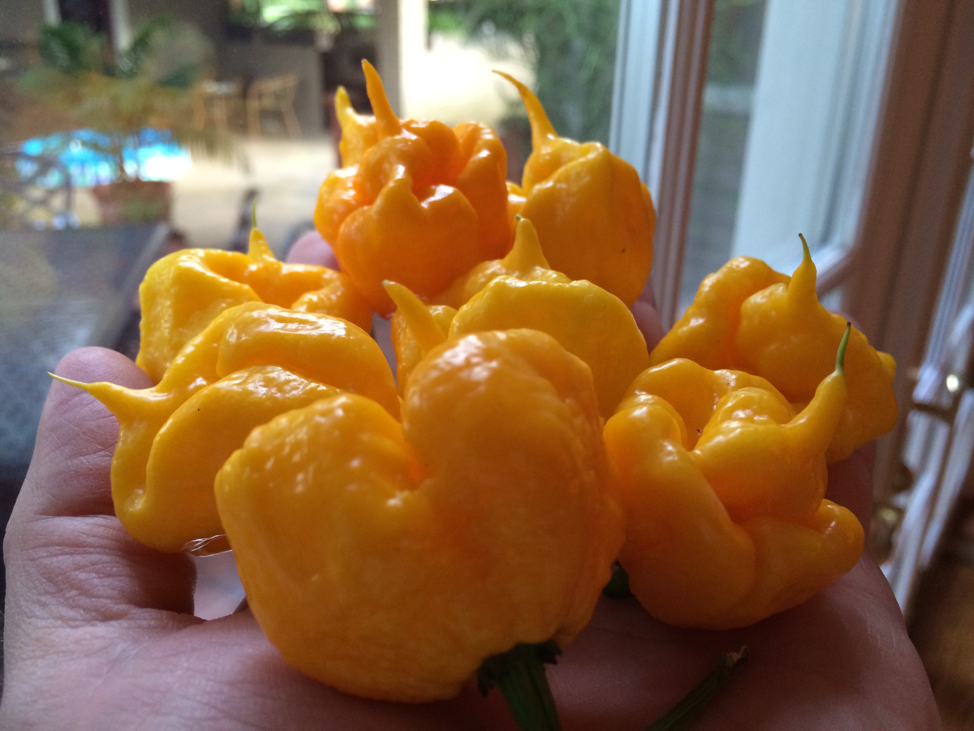 Primo's Peppers Creator of Arguably the Hottest Pepper In the World!!