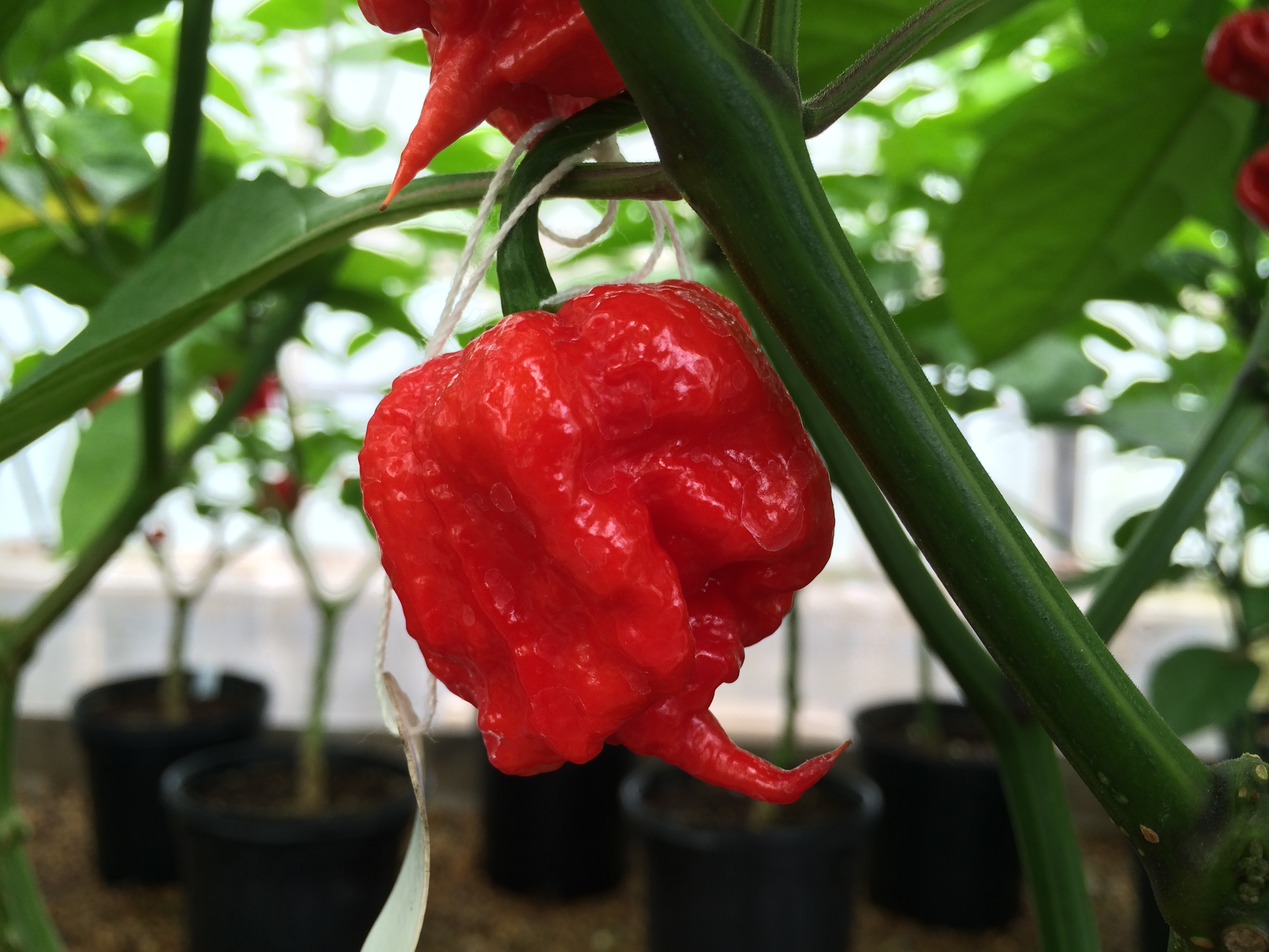 Primo's Peppers Creator of Arguably the Hottest Pepper In the World!!