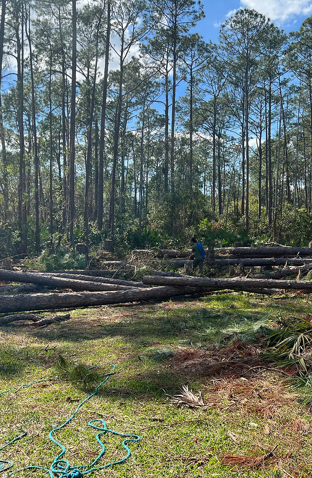 red pine tree service