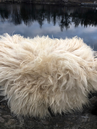 Icelandic (very long-wool) 32”x25” | The Natural Tannery