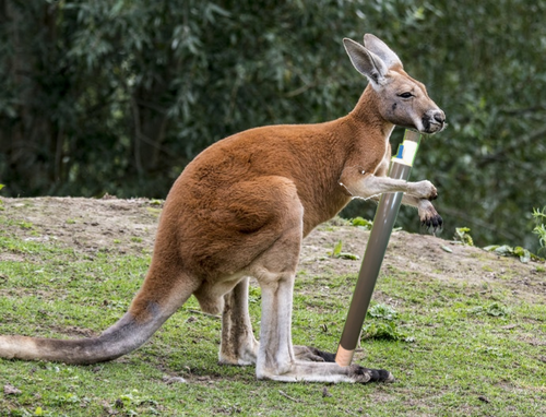 Brumby S1-75 pump | Brumbypumps