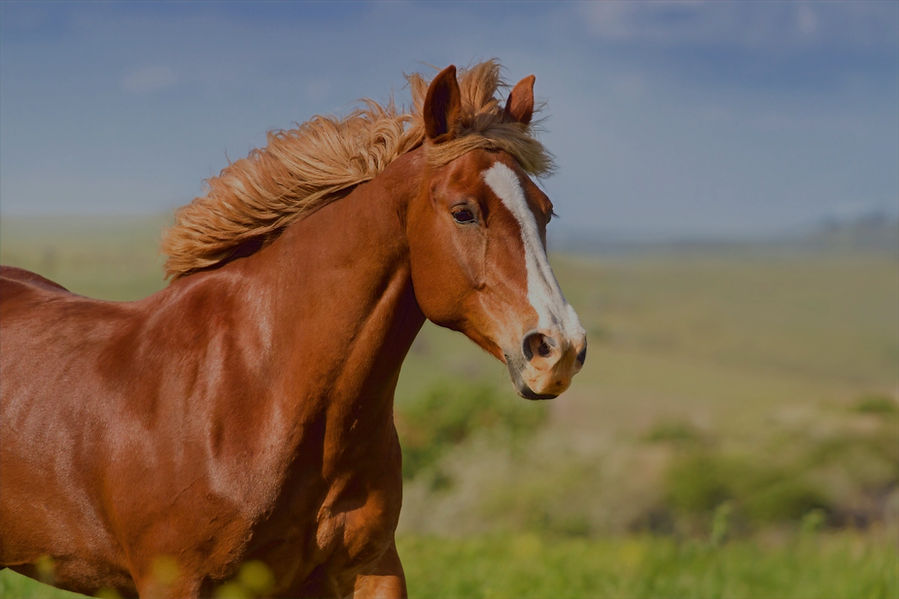 Saratoga Veterinary Product | Horse Supplements and Colic Relief
