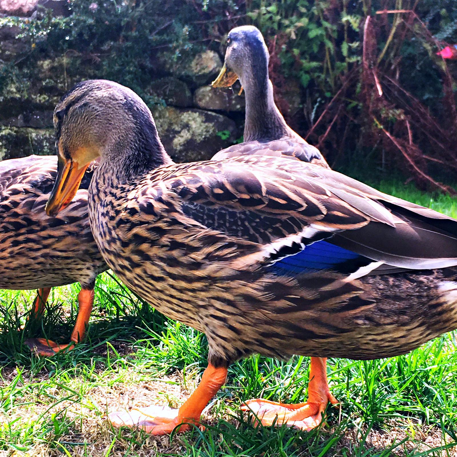 OUTDOORS | Tarr Farm Inn