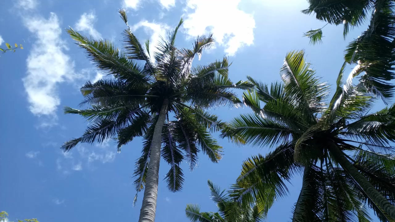 Coconut Trees.mp4