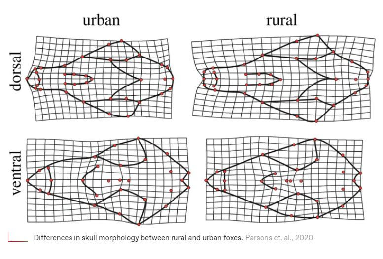 Evolution In Front of Our Eyes
