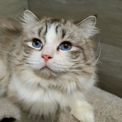 Sassy Blue Ragdolls | ragdoll kittens for sale | NC, USA