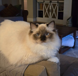 Sassy Blue Ragdolls | ragdoll kittens for sale | NC, USA