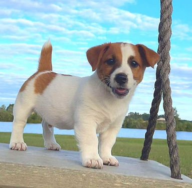 Breeder of Jack Russell Shorties in Georgia, USA